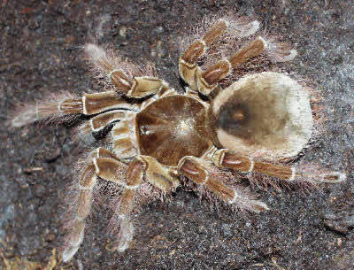 Goliath Tarantula Fangs